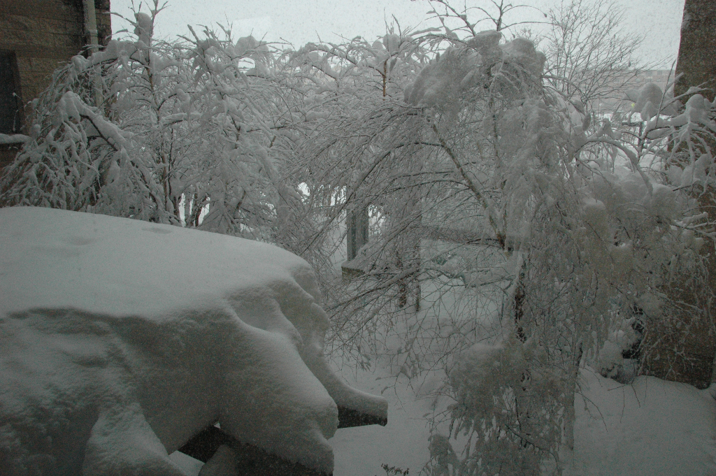 Blizzard, Silver Spring, MD